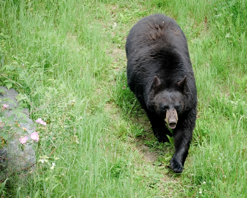 Best Things To Do in Minnesota - Wondrous Drifter