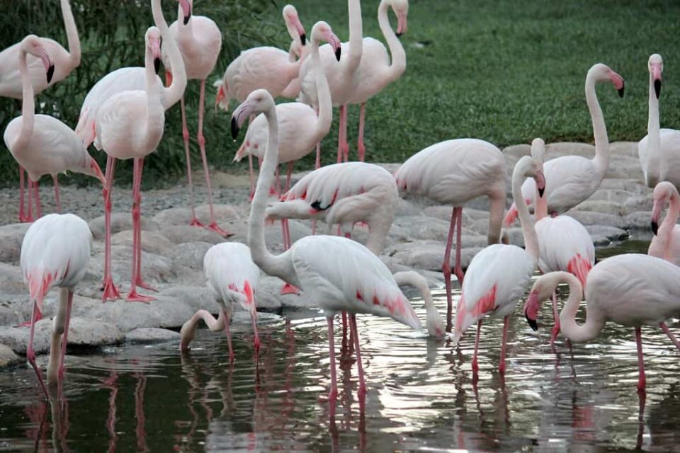 Best Things To Do in Bahrain. [Ultimate] Travel Guide, Tips & Attractions.