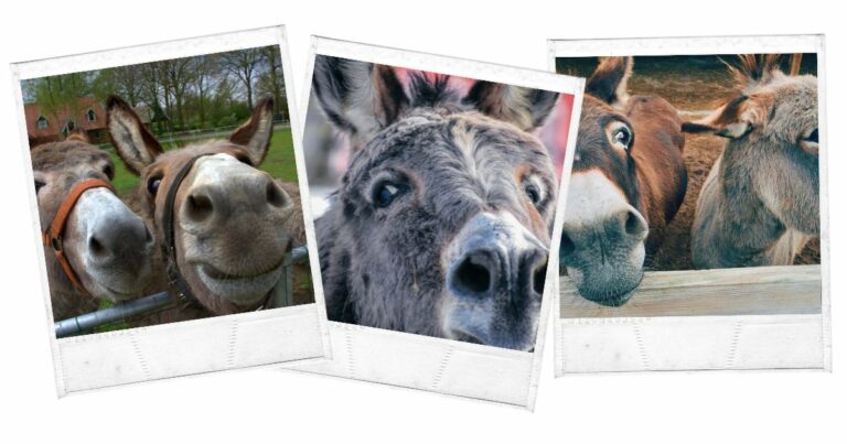 Best Things To Do in Antigua and Barbuda. [Ultimate] Travel Guide, Tips ...