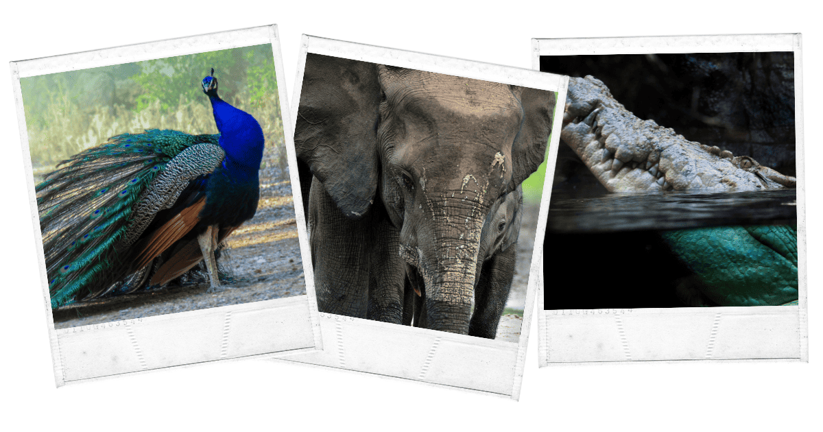 Best Things To Do in the Democratic Republic of the Congo