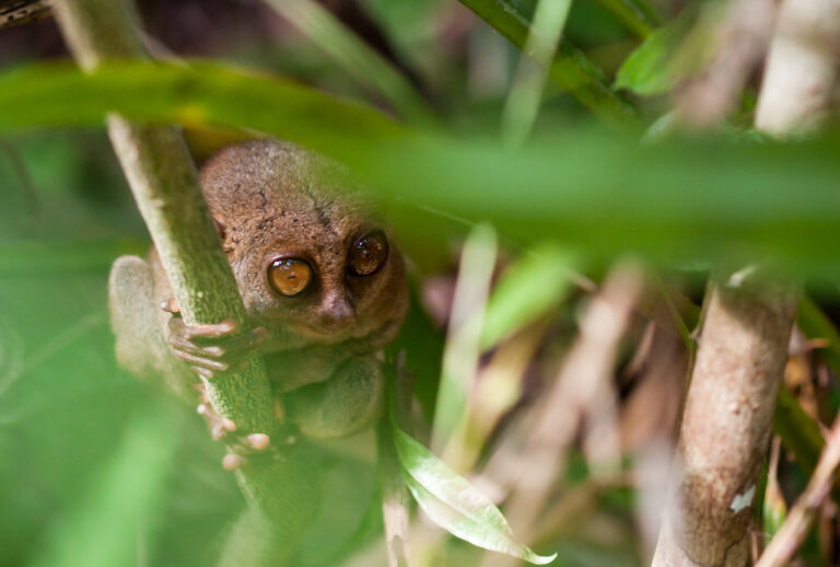 Best Things To Do in Bohol, Philippines. [Ultimate] Travel Guide, Tips ...