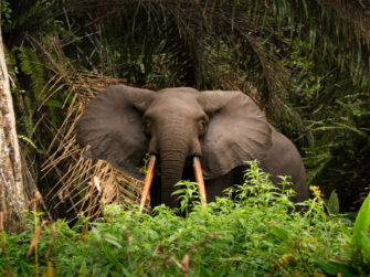 Best Things To Do in Gabon, Africa. [Ultimate] Travel Guide, Tips ...