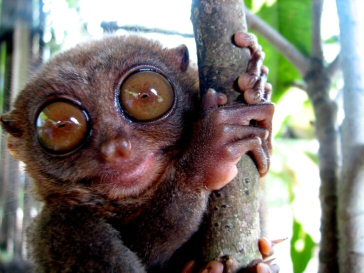 Best Things To Do in Bohol, Philippines. [Ultimate] Travel Guide, Tips ...