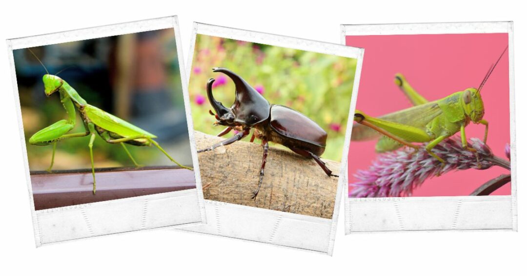 Best Things To Do in Victoria, Canada. [Ultimate] Travel Guide, Tips ...