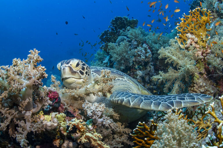 Best Things To Do in Egypt. [Ultimate] Travel Guide, Tips & Attractions.