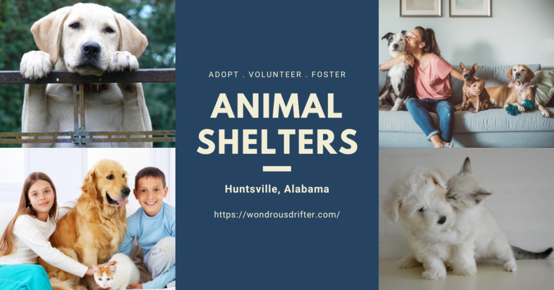 14 Animal Shelters In Huntsville, Alabama