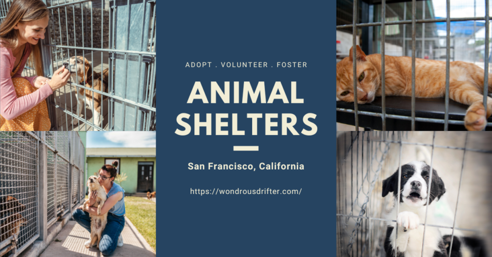 13 Animal Shelters in San Francisco, California