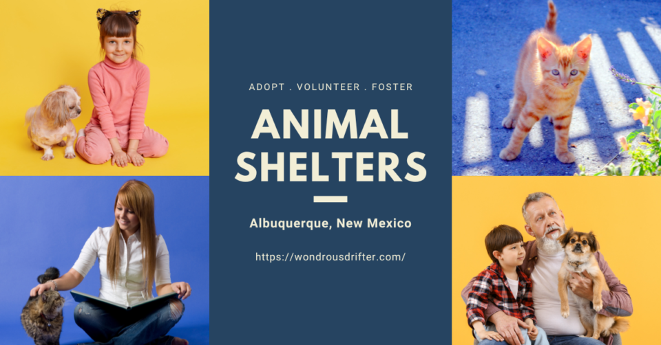Animal Shelters in Cocoa Beach, Florida - Business Blog