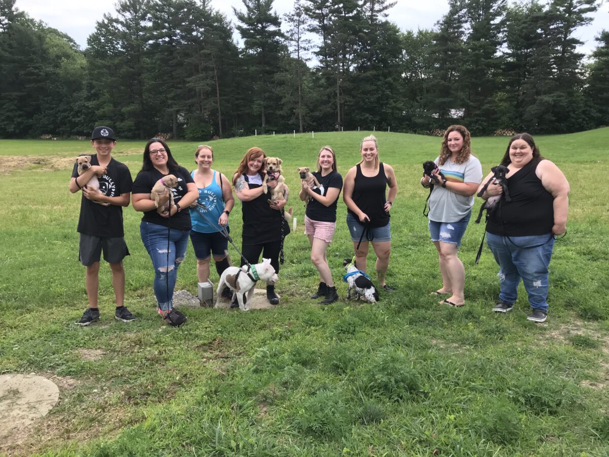 Exploring The World of Animal Shelters: An Inside Look At Hello Bully ...