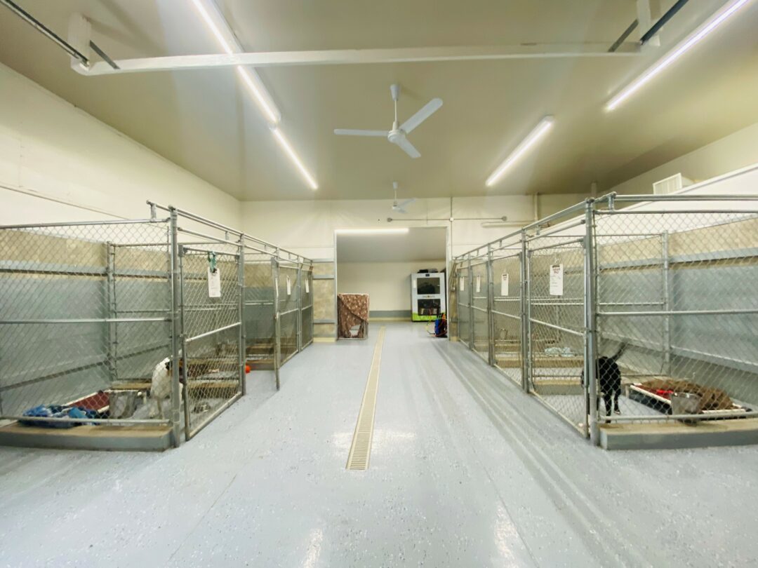 Exploring The World of Animal Shelters: An Inside Look At Dedman ...